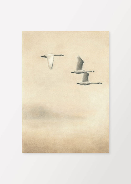 Svanar Poster av Caroline Johanna | SoPosters.com – Posters - SoPosters.com